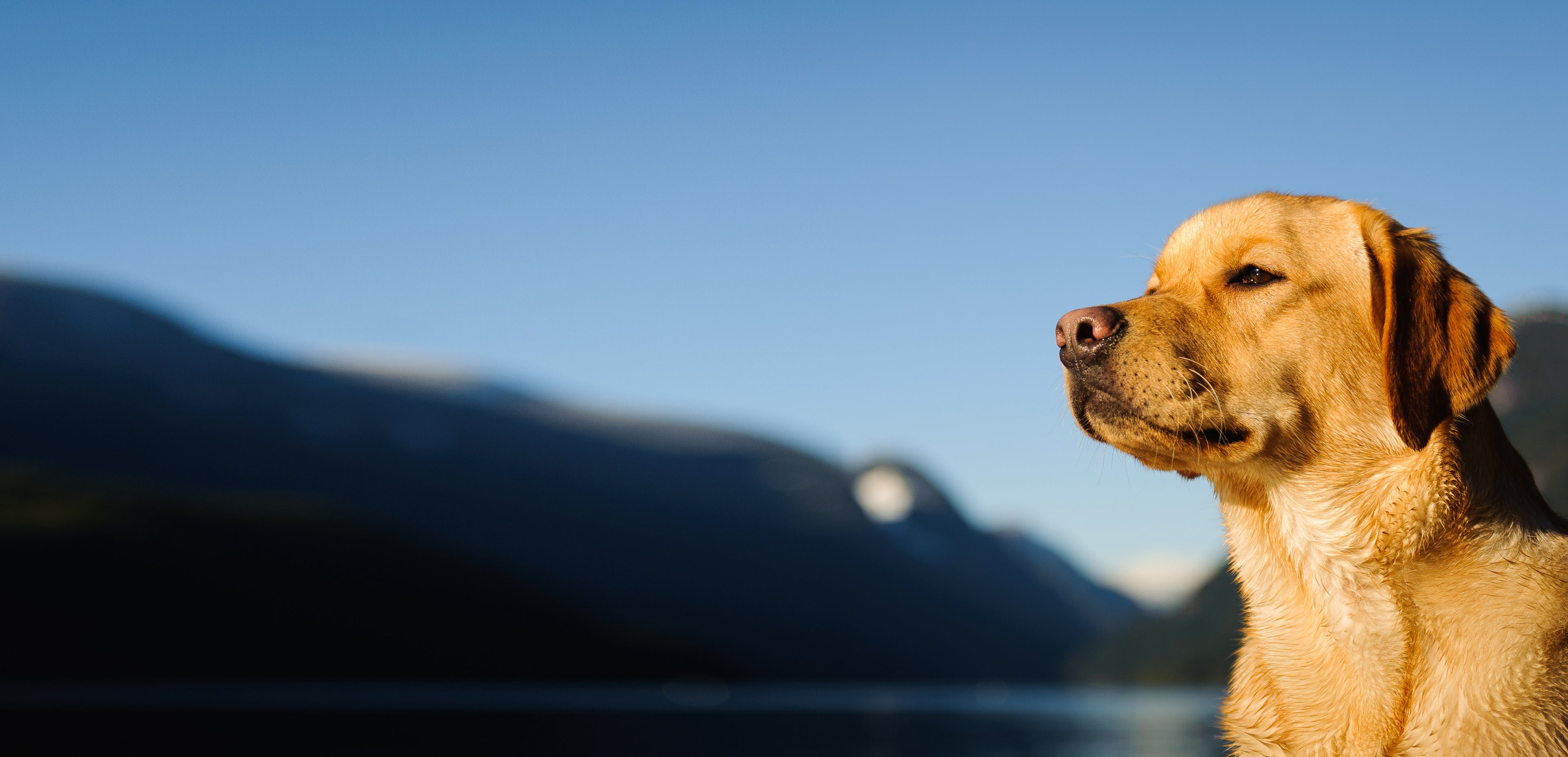 Mobius Veterinary Services