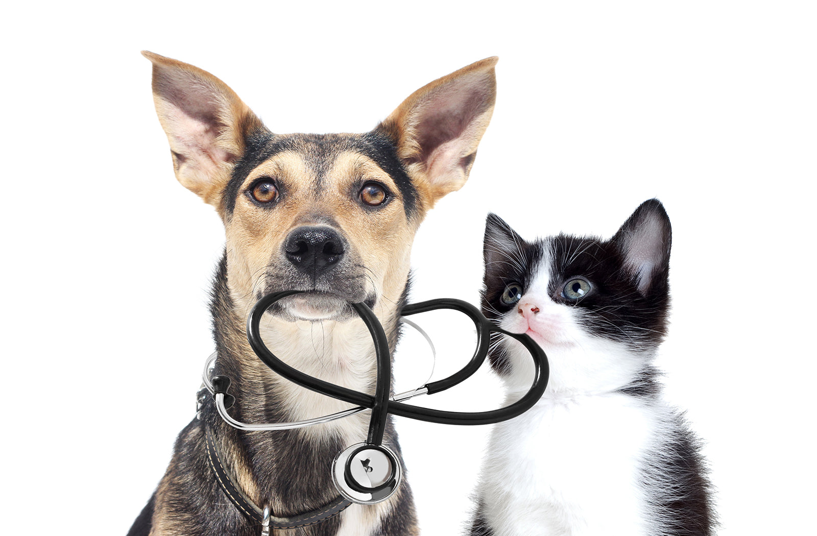Contact – Mobius Veterinary Services