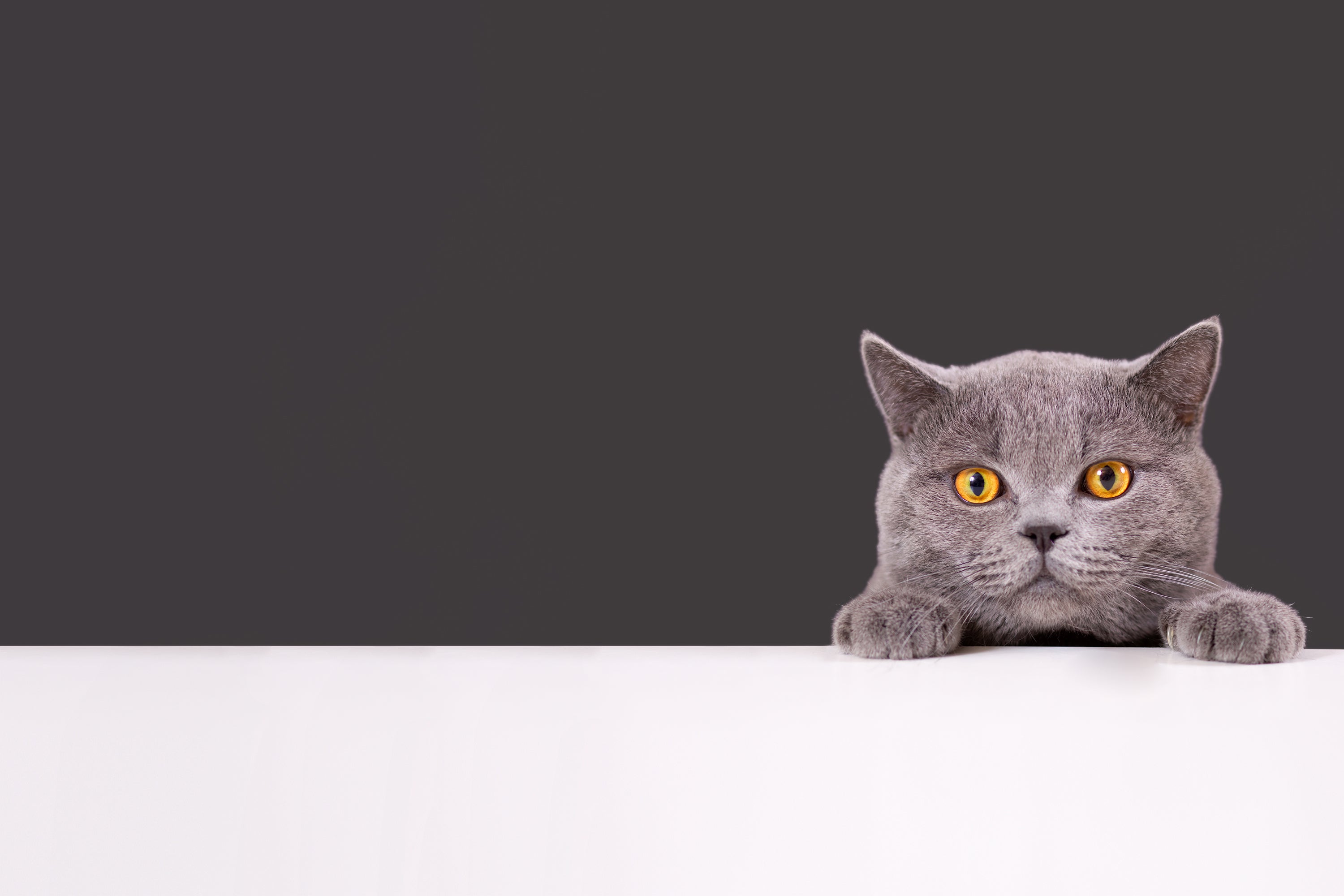 Information – Mobius Veterinary Services