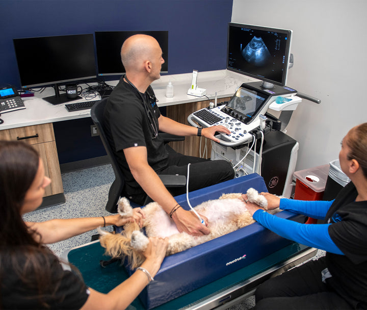 Outpatient Services – Mobius Veterinary Services