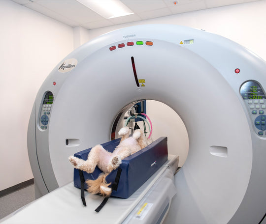 Outpatient Services – Mobius Veterinary Services